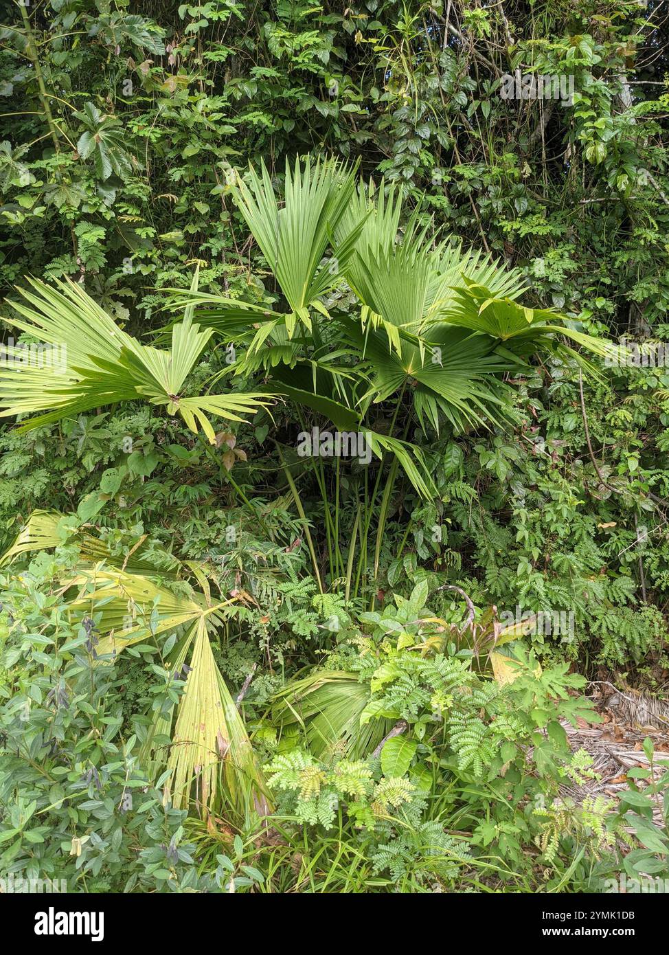 toquilla palm (Carludovica palmata Stock Photo - Alamy
