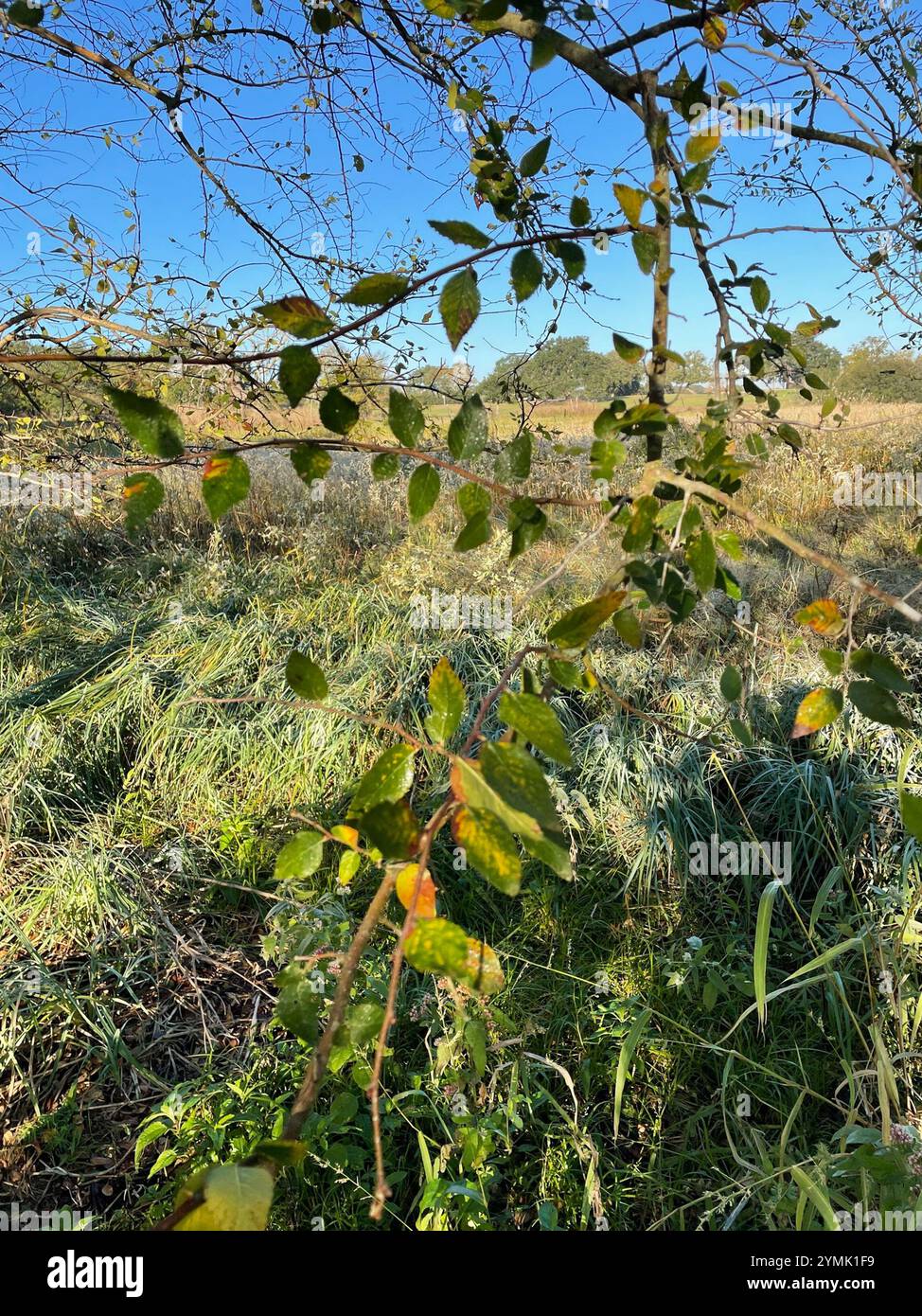 Planera aquatica hi-res stock photography and images - Alamy