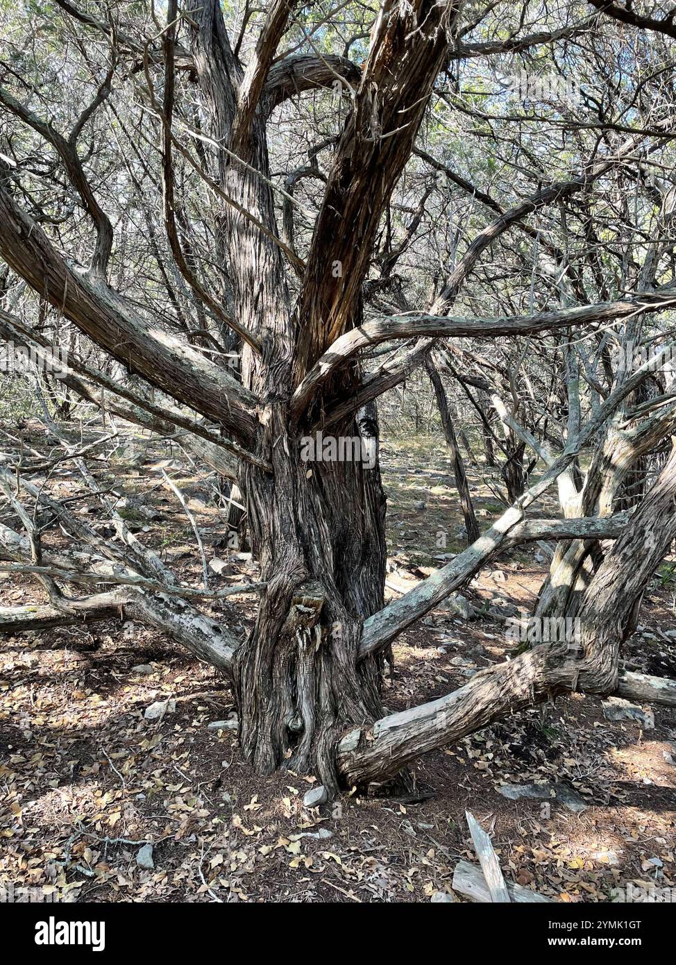 Ashe juniper (Juniperus ashei Stock Photo - Alamy