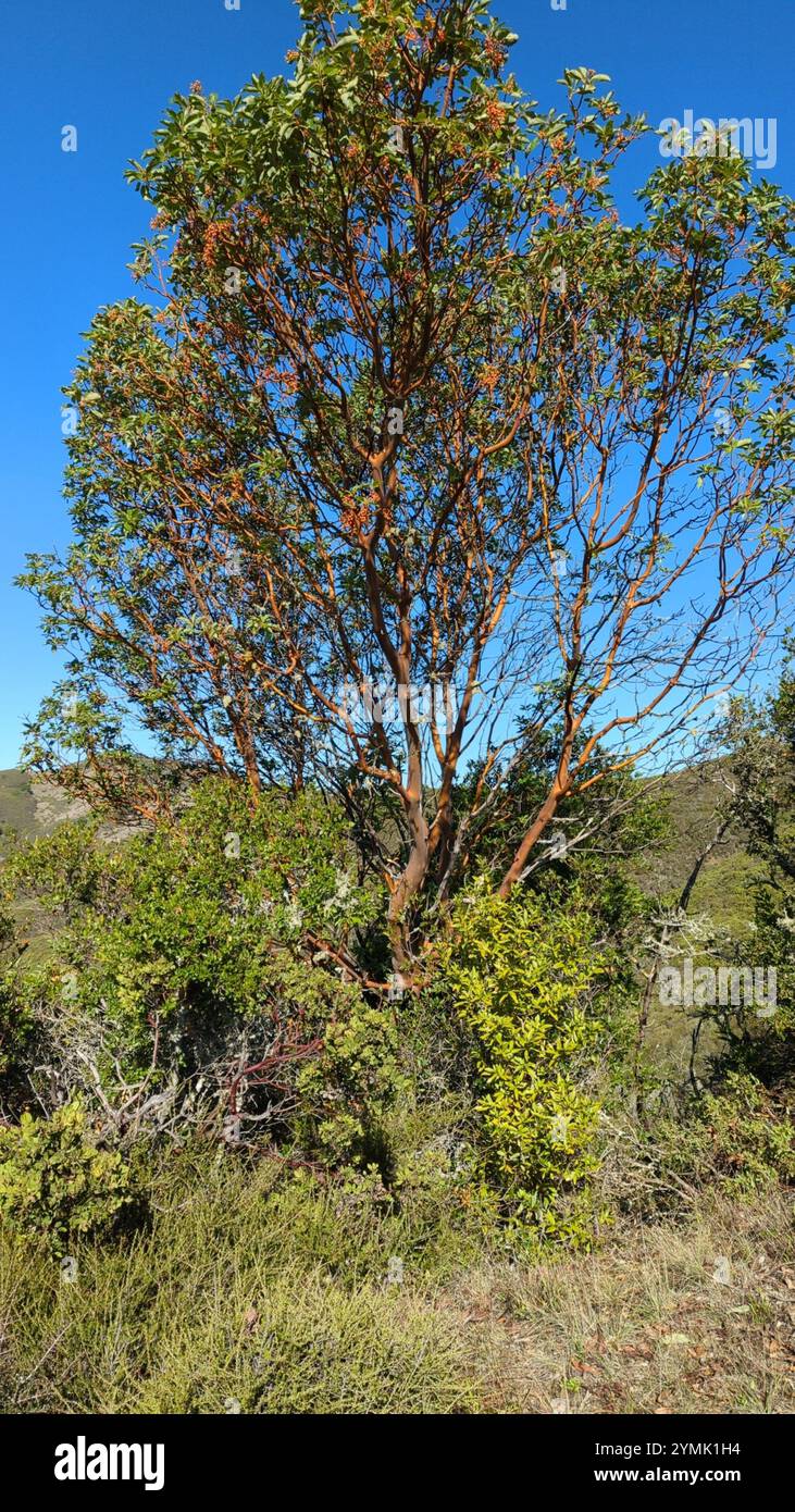 Pacific madrone (Arbutus menziesii Stock Photo - Alamy