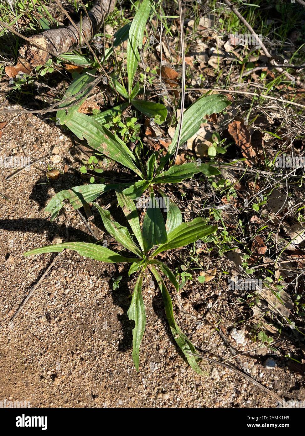 ribwort plantain (Plantago lanceolata Stock Photo - Alamy