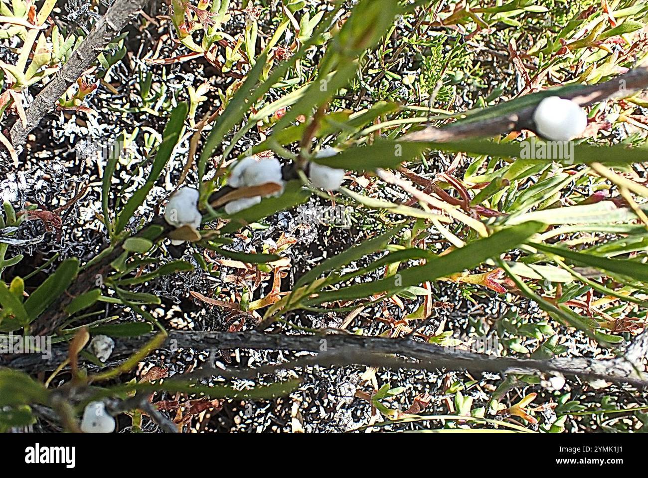 Wax Scales (Ceroplastes Stock Photo - Alamy