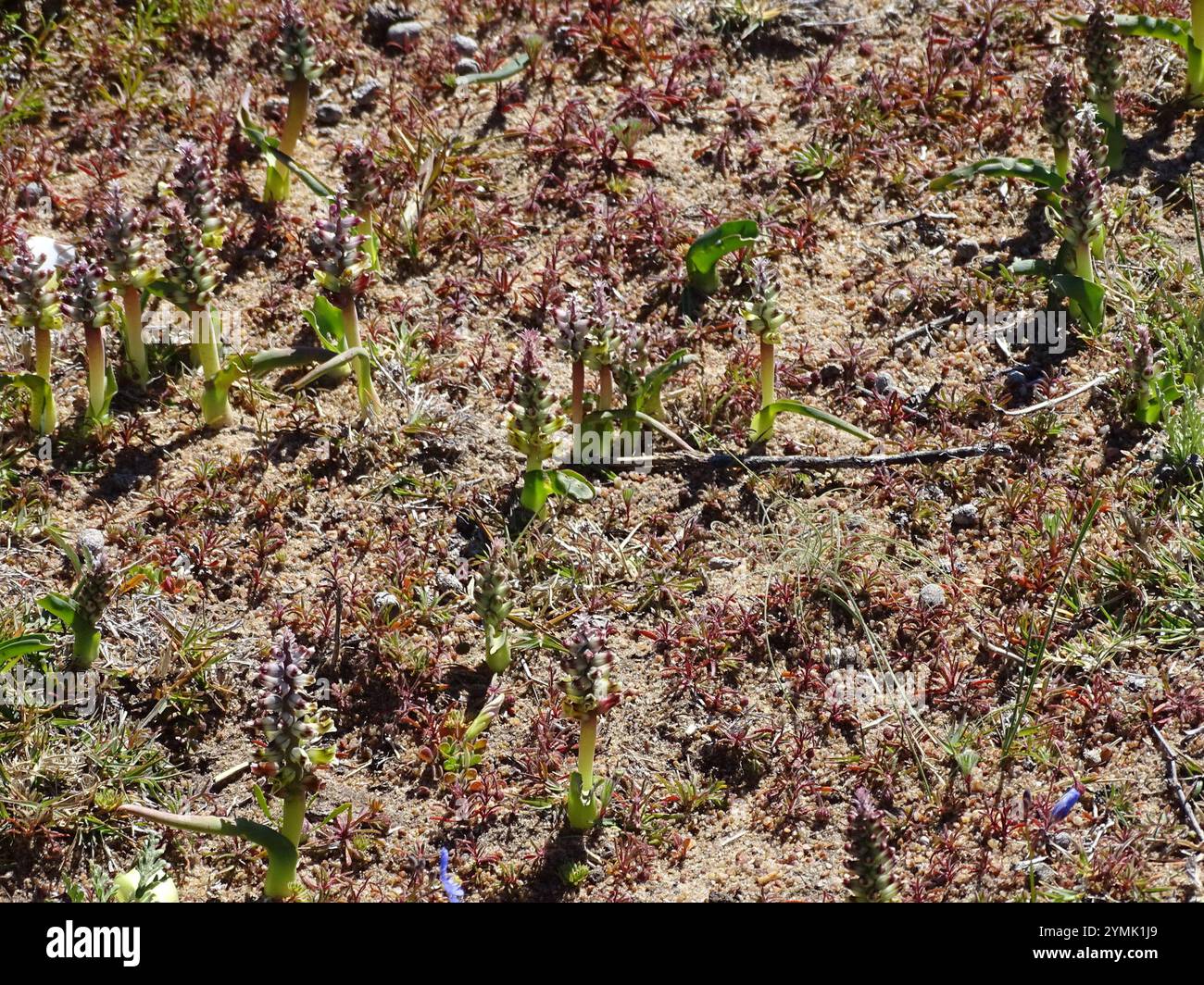Lachenalia mutabilis hi-res stock photography and images - Alamy