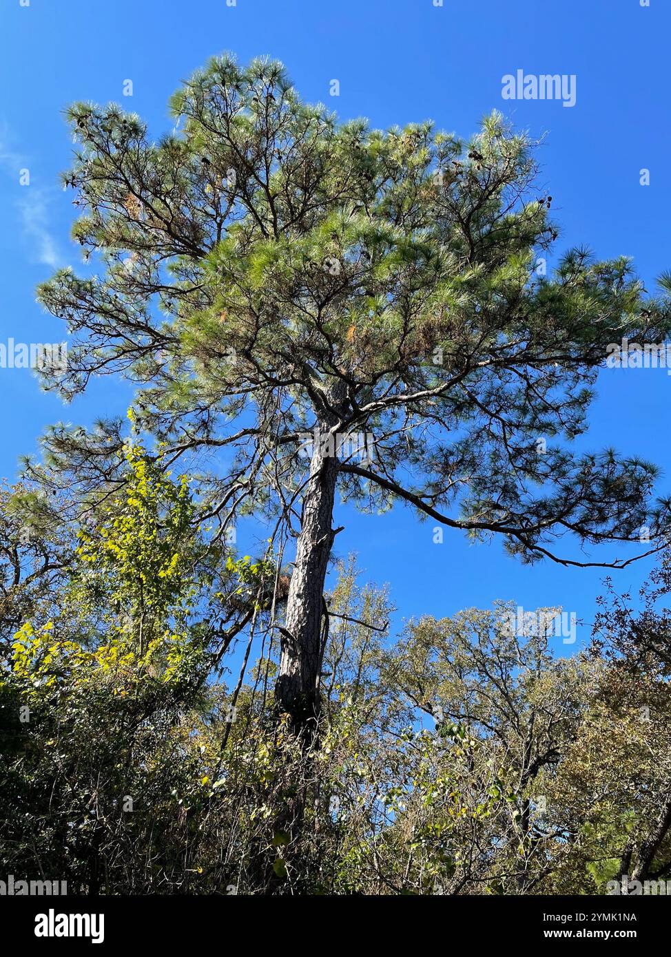 loblolly pine (Pinus taeda Stock Photo - Alamy