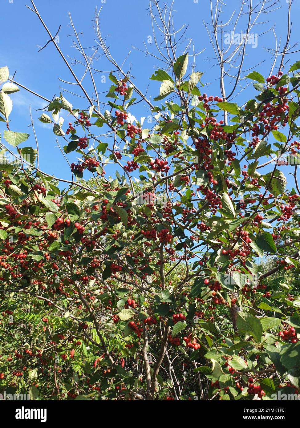Large-thorn hawthorn (Crataegus macracantha Stock Photo - Alamy