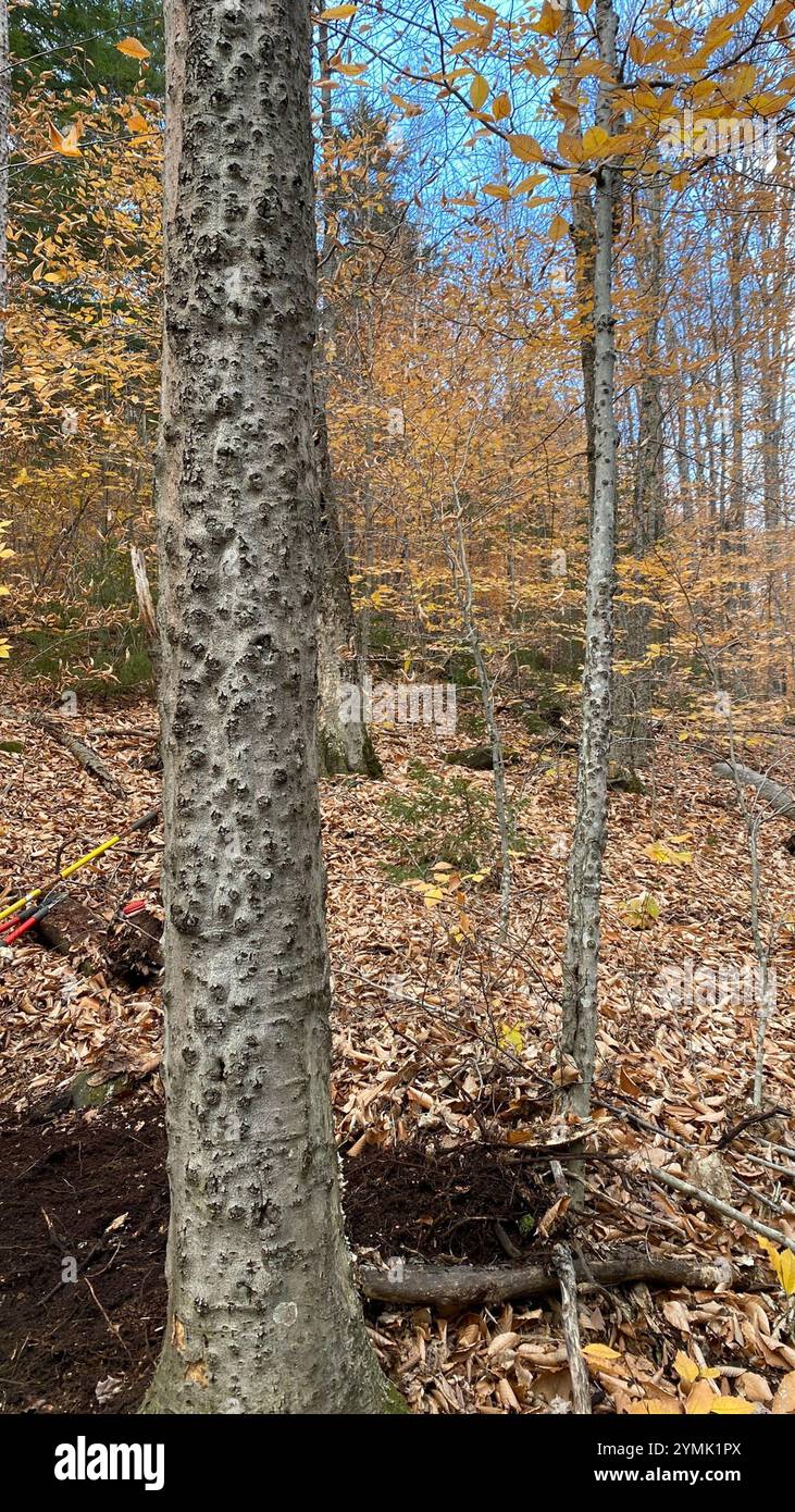 Beech Scale (Cryptococcus fagisuga Stock Photo - Alamy