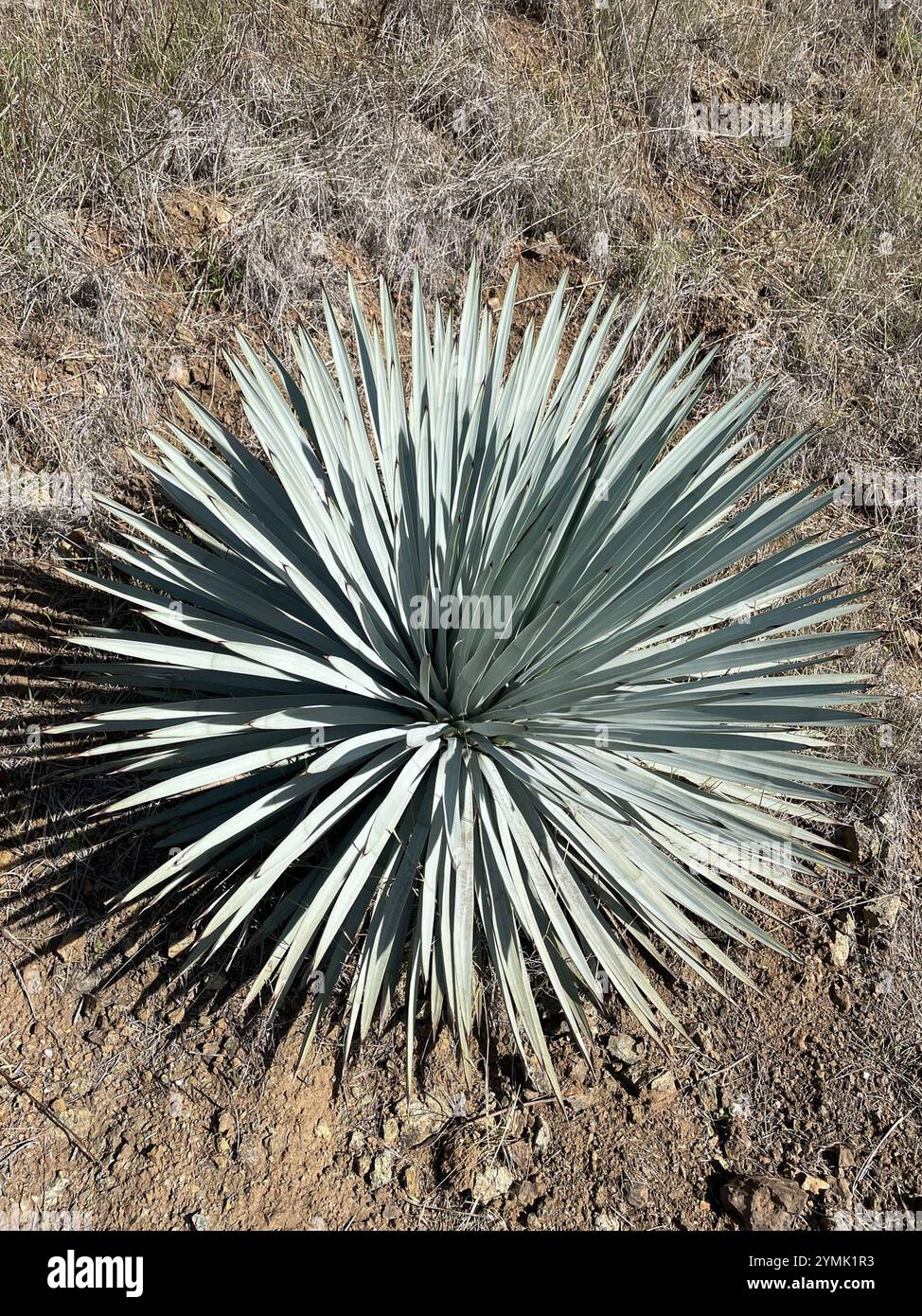 Century plant subfamily (Agavoideae Stock Photo - Alamy
