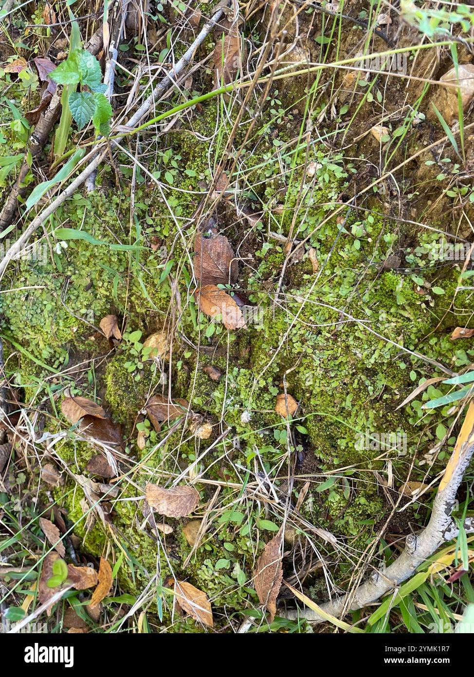 Hemisphaeric Liverwort (Reboulia hemisphaerica Stock Photo - Alamy