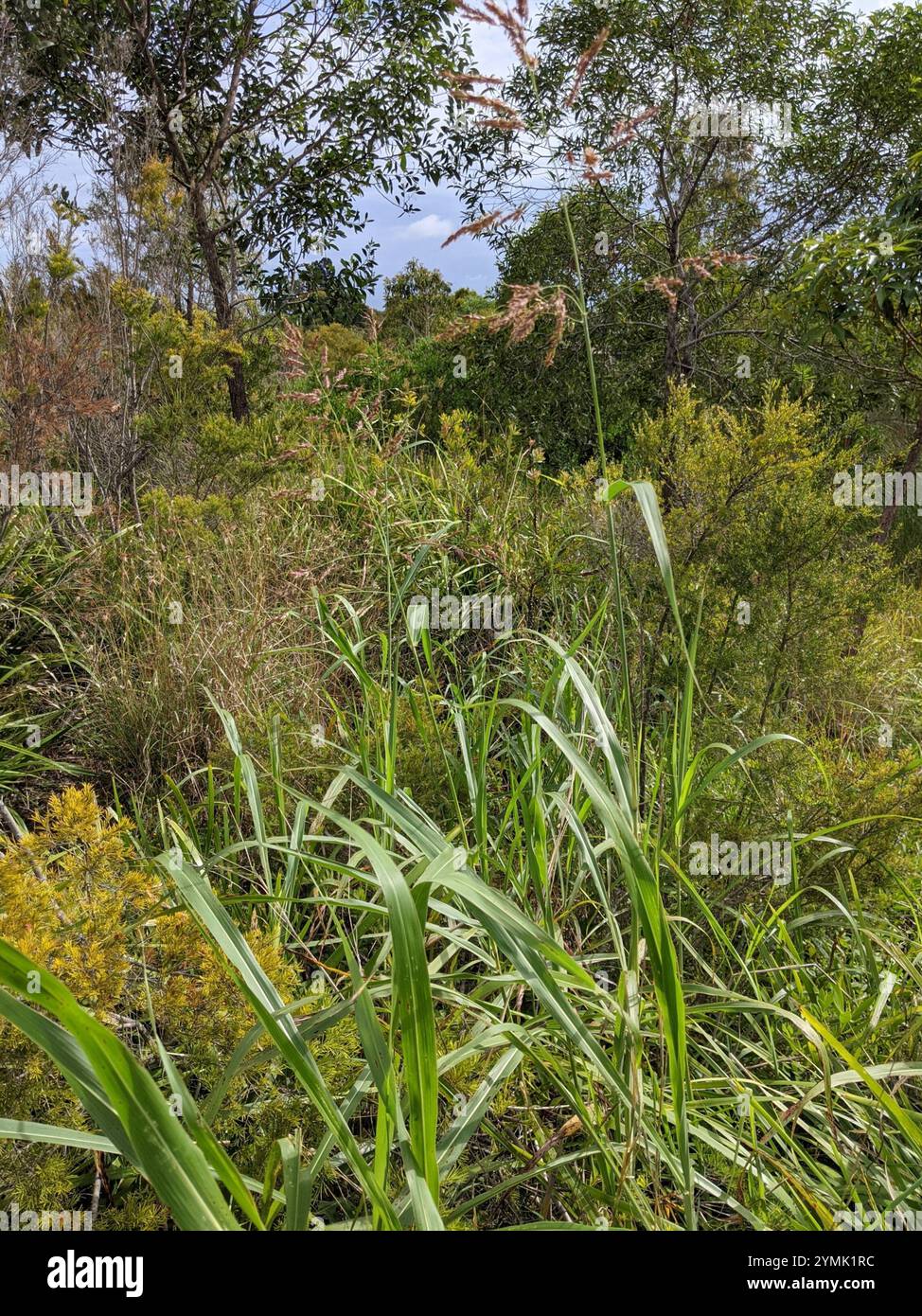 Johnson grass (Sorghum halepense Stock Photo - Alamy