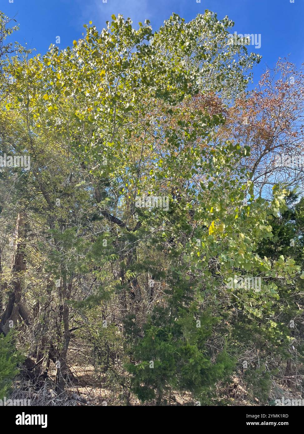 Eastern Cottonwood (Populus deltoides Stock Photo - Alamy