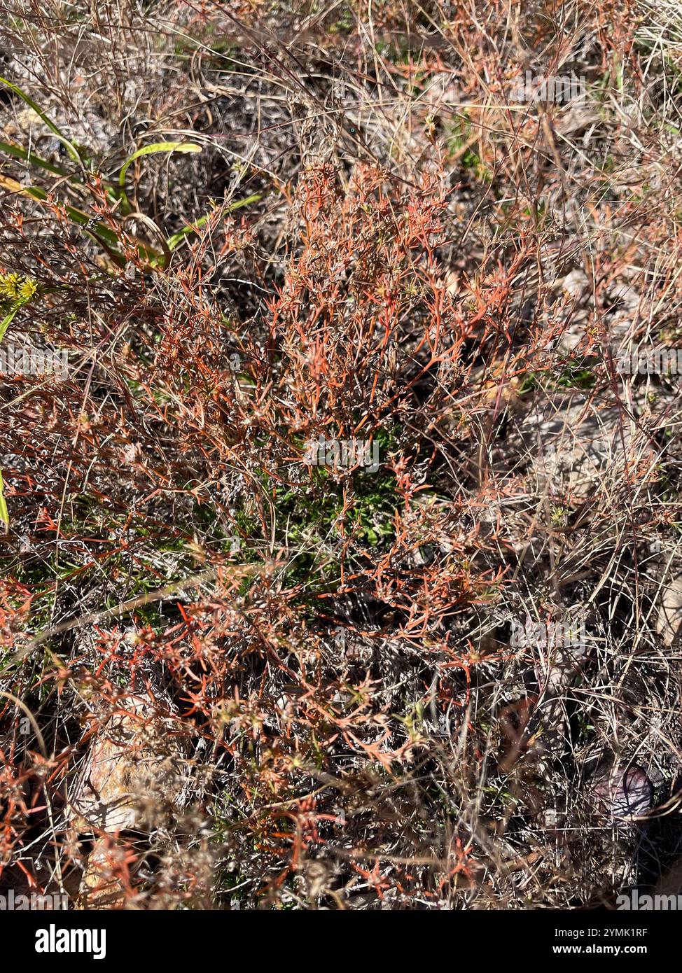 Rust Weed (Polypremum procumbens Stock Photo - Alamy