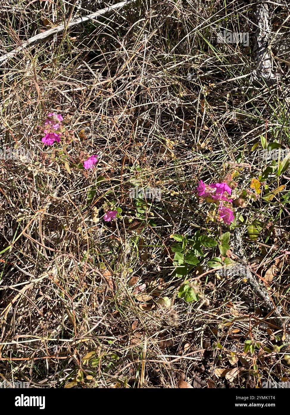 White Four o'Clock (Mirabilis albida Stock Photo - Alamy