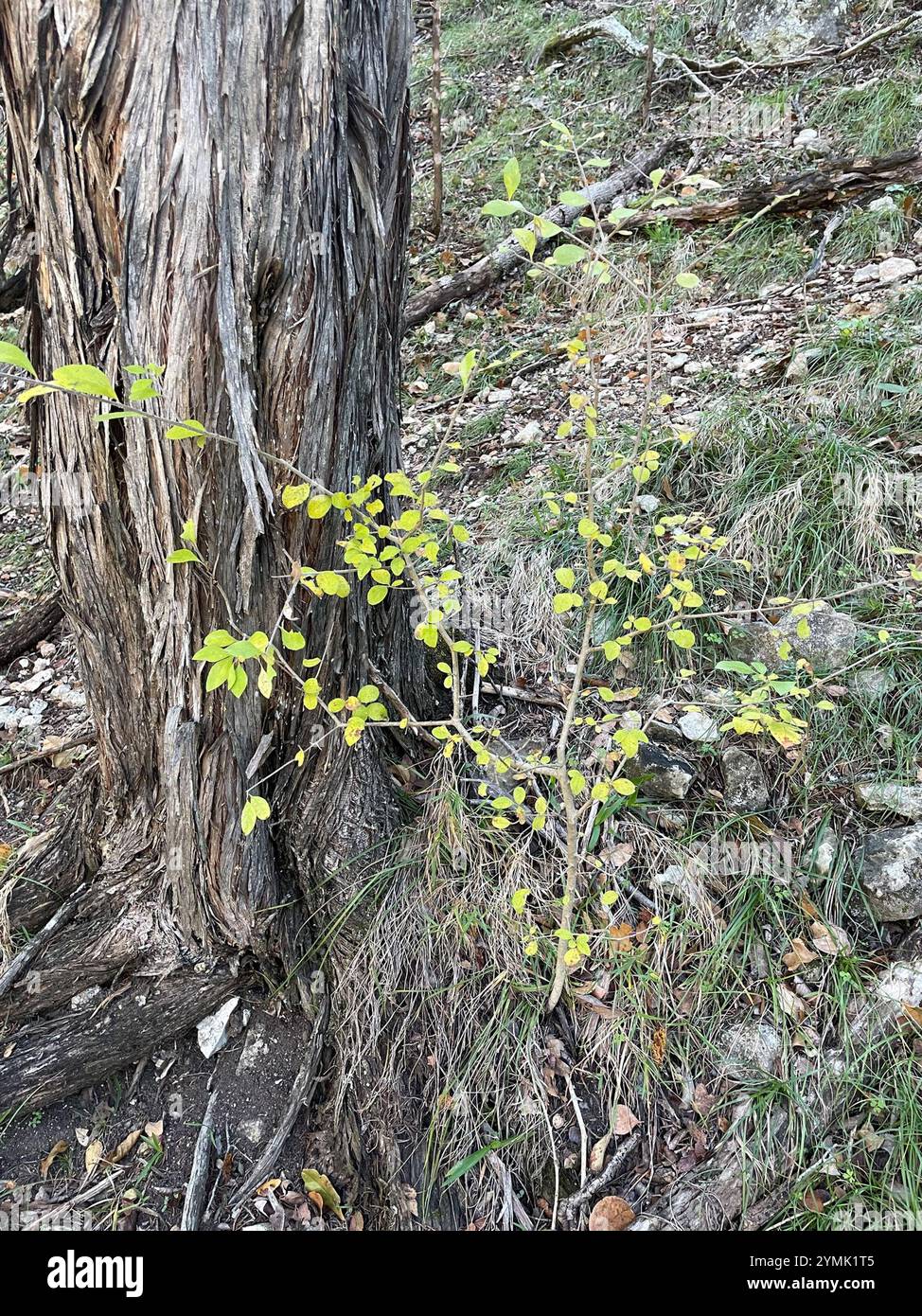 Stretchberry (Forestiera pubescens Stock Photo - Alamy