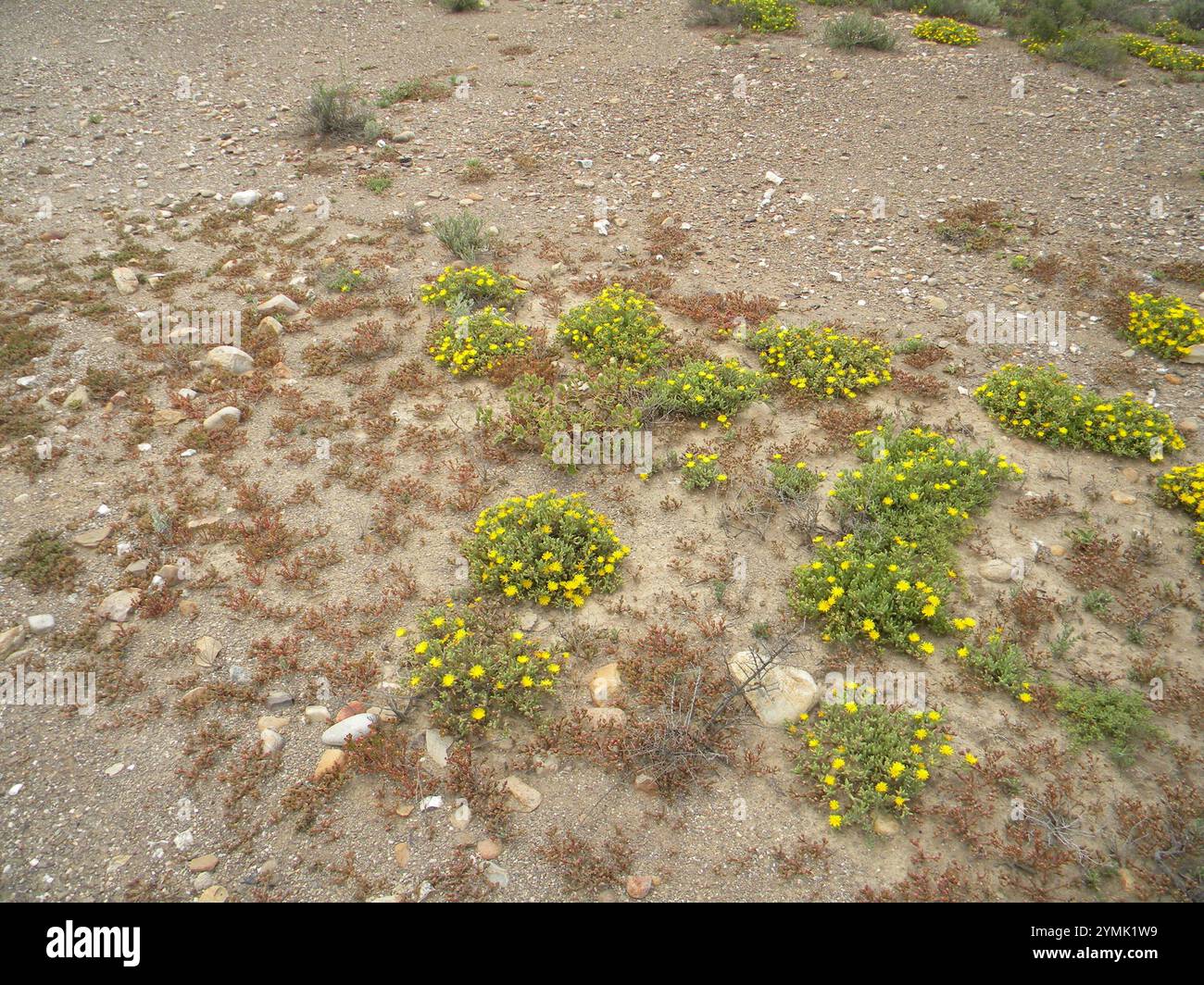rocky point ice plant (Malephora lutea Stock Photo - Alamy