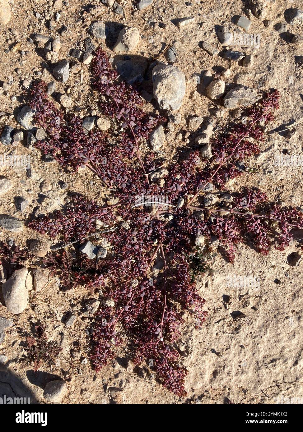 smallseed sandmat (Euphorbia polycarpa Stock Photo - Alamy