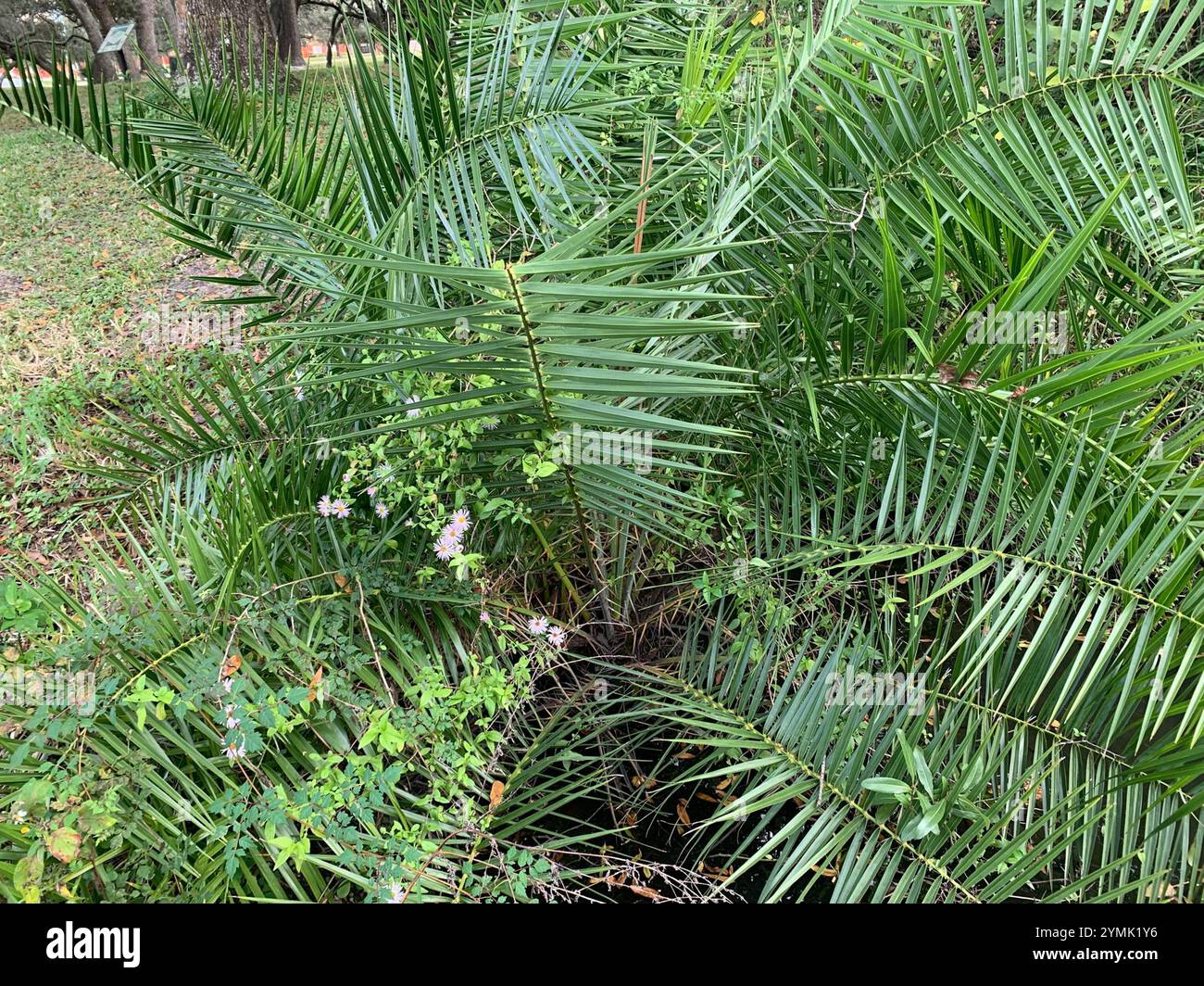 Reclining Date Palm (Phoenix reclinata Stock Photo - Alamy