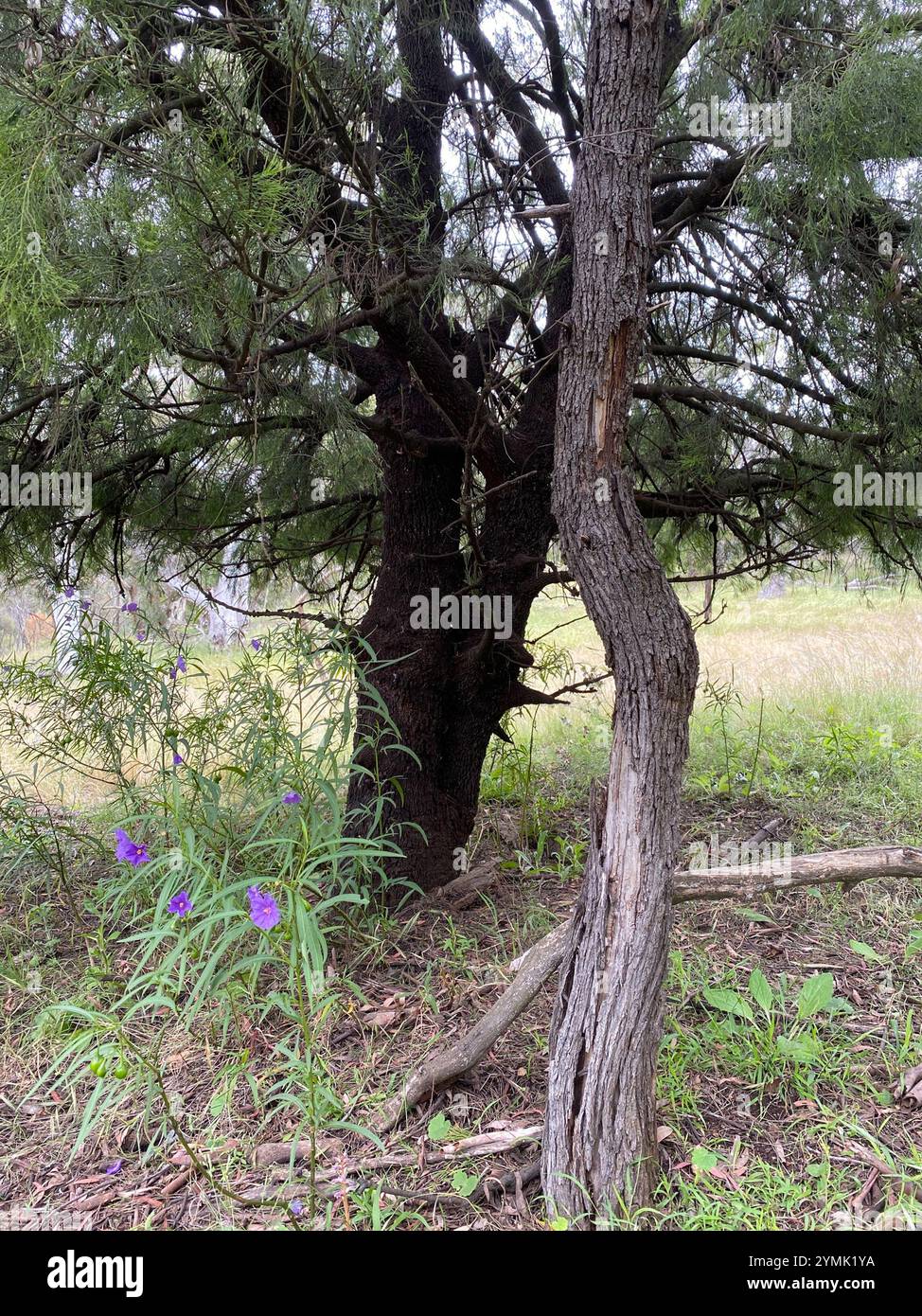 Exocarpos cupressiformis hi-res stock photography and images - Alamy