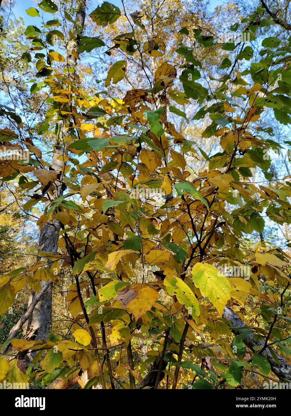 american witch-hazel (Hamamelis virginiana Stock Photo - Alamy