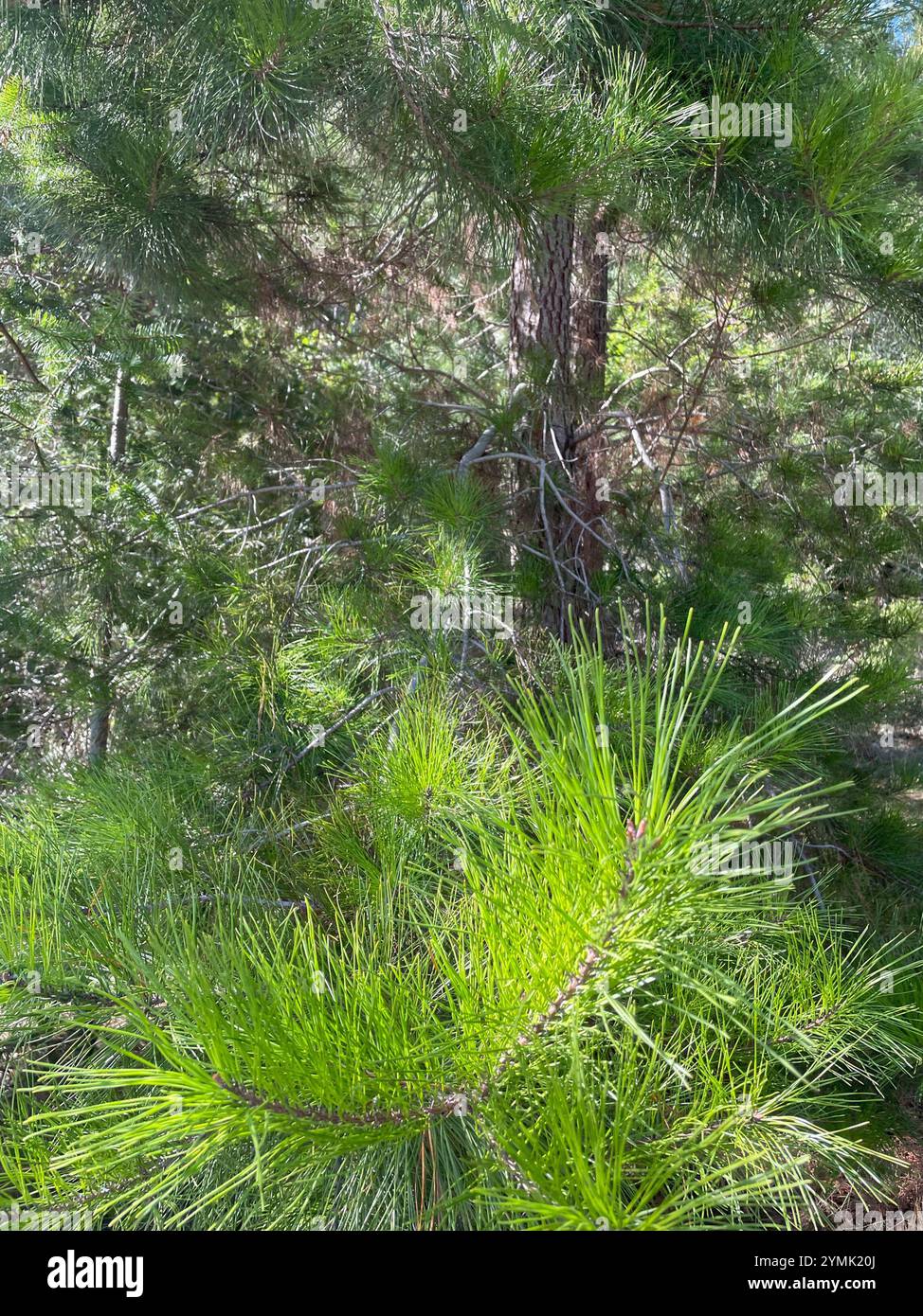 Monterey pine (Pinus radiata Stock Photo - Alamy