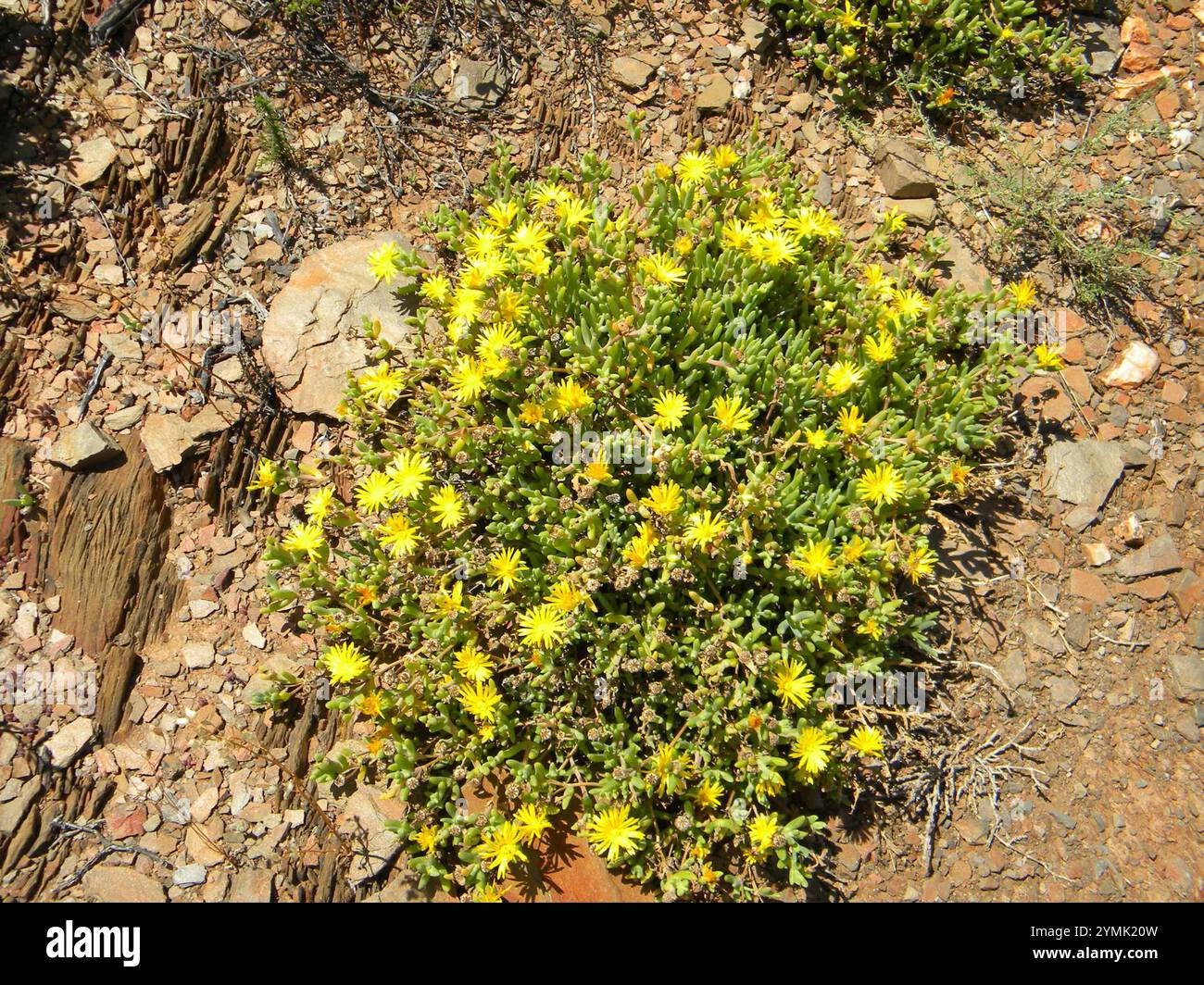 rocky point ice plant (Malephora lutea Stock Photo - Alamy