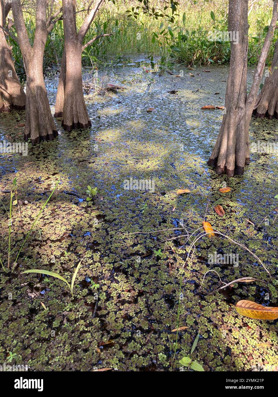 water spangles (Salvinia minima Stock Photo - Alamy