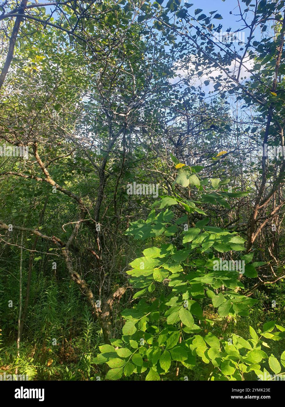 Caughnawaga hawthorn (Crataegus suborbiculata Stock Photo - Alamy