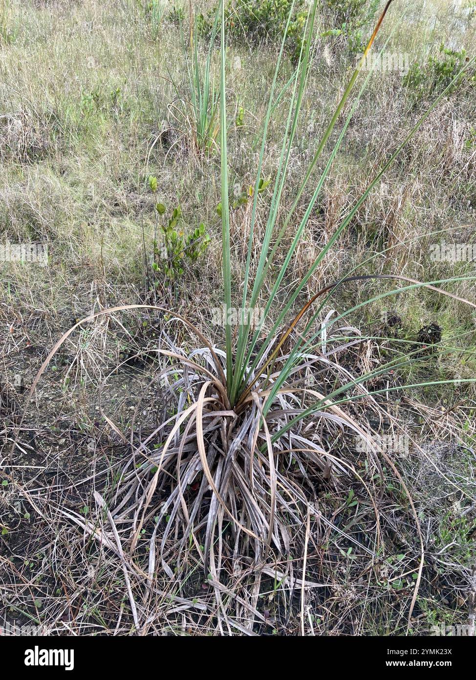 Jamaica swamp sawgrass (Cladium mariscus jamaicense Stock Photo - Alamy