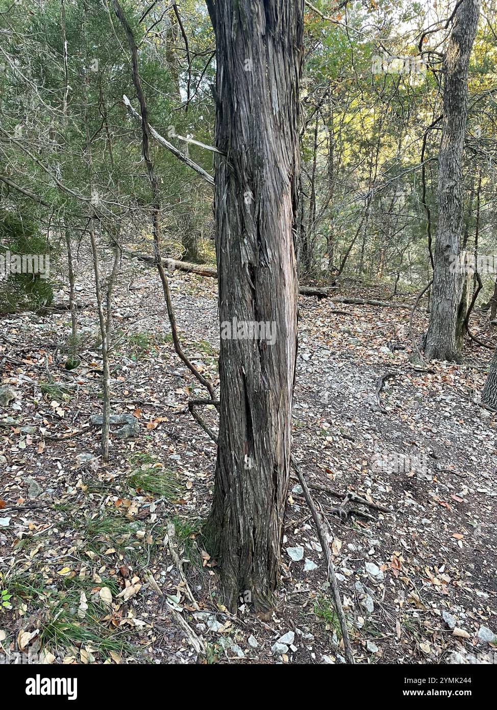 Ashe juniper (Juniperus ashei Stock Photo - Alamy