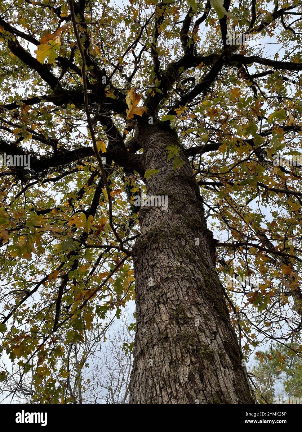 post oak (Quercus stellata Stock Photo - Alamy