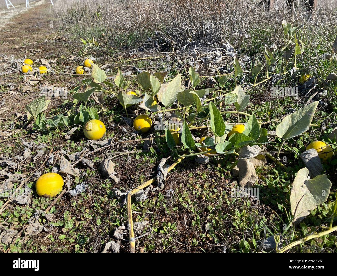 Cucurbita foetidissima hi-res stock photography and images - Alamy