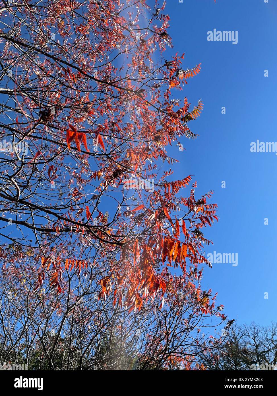 Prairie flameleaf sumac (Rhus lanceolata Stock Photo - Alamy