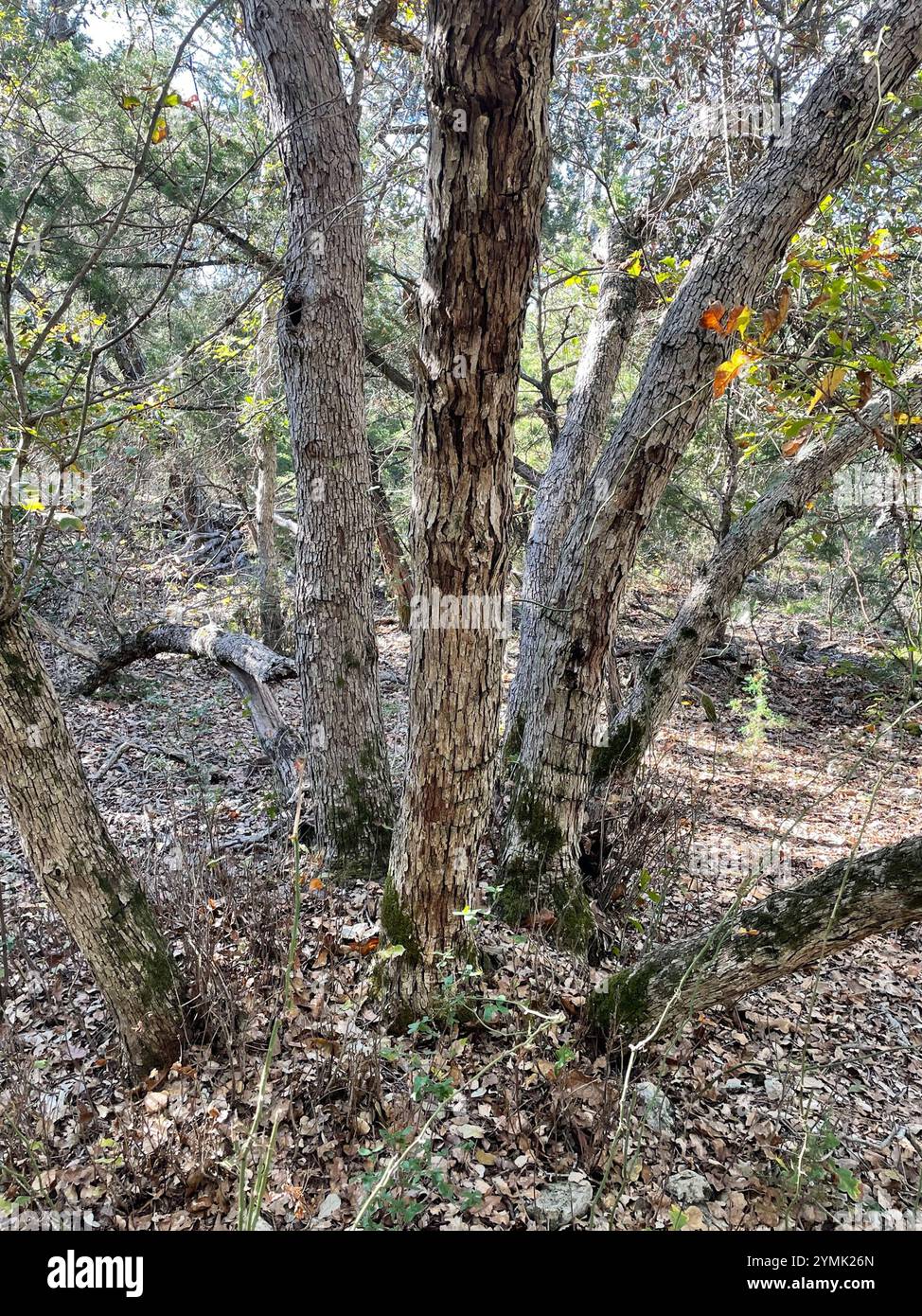 White Shin Oak (Quercus sinuata breviloba Stock Photo - Alamy