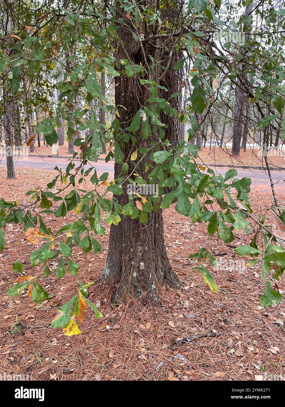 water oak (Quercus nigra Stock Photo - Alamy