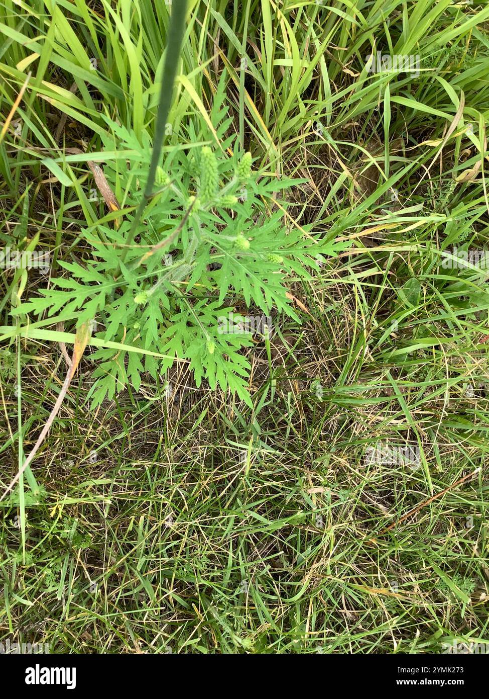 common ragweed (Ambrosia artemisiifolia Stock Photo - Alamy