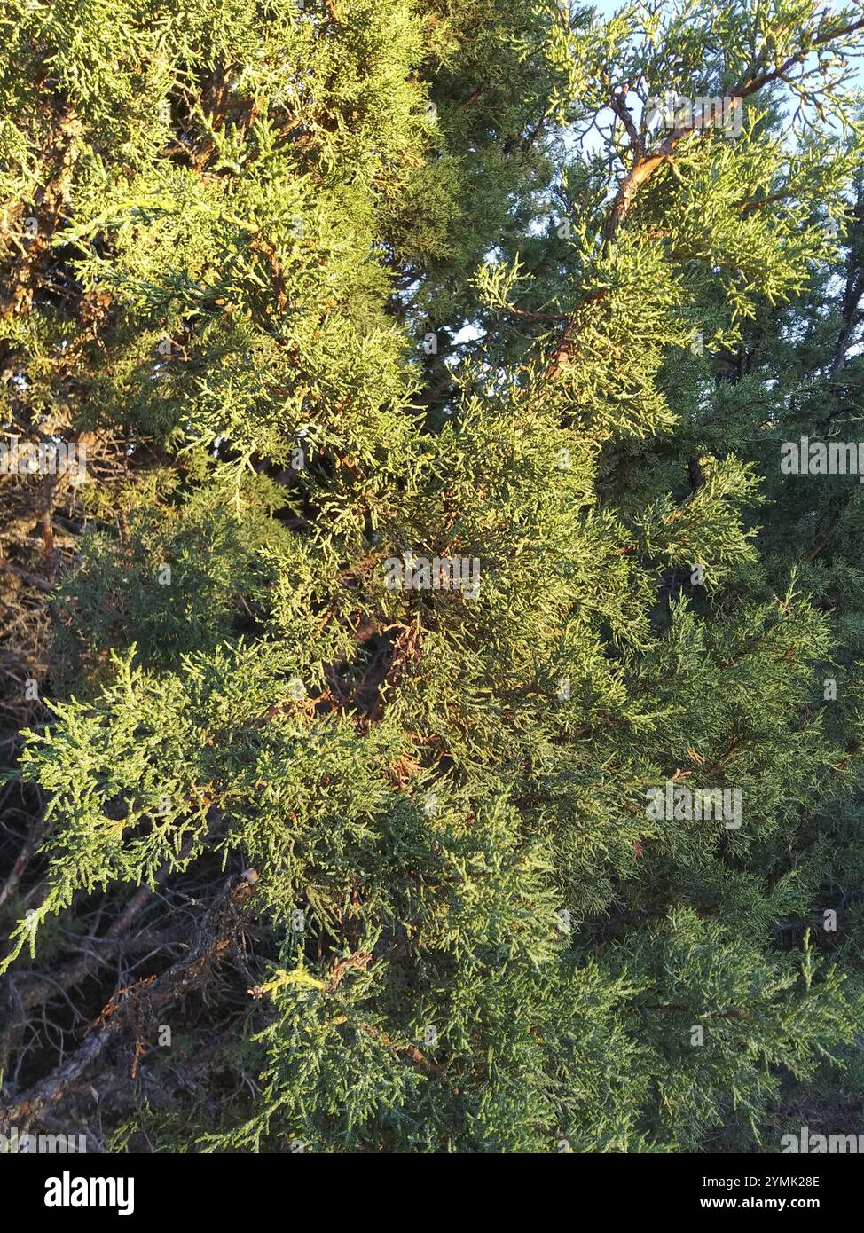 western juniper (Juniperus occidentalis Stock Photo - Alamy