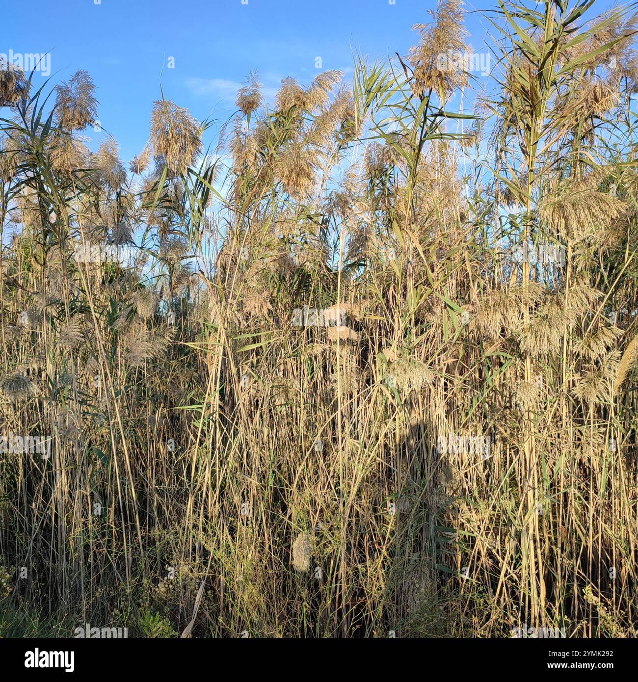 common reed (Phragmites australis Stock Photo - Alamy