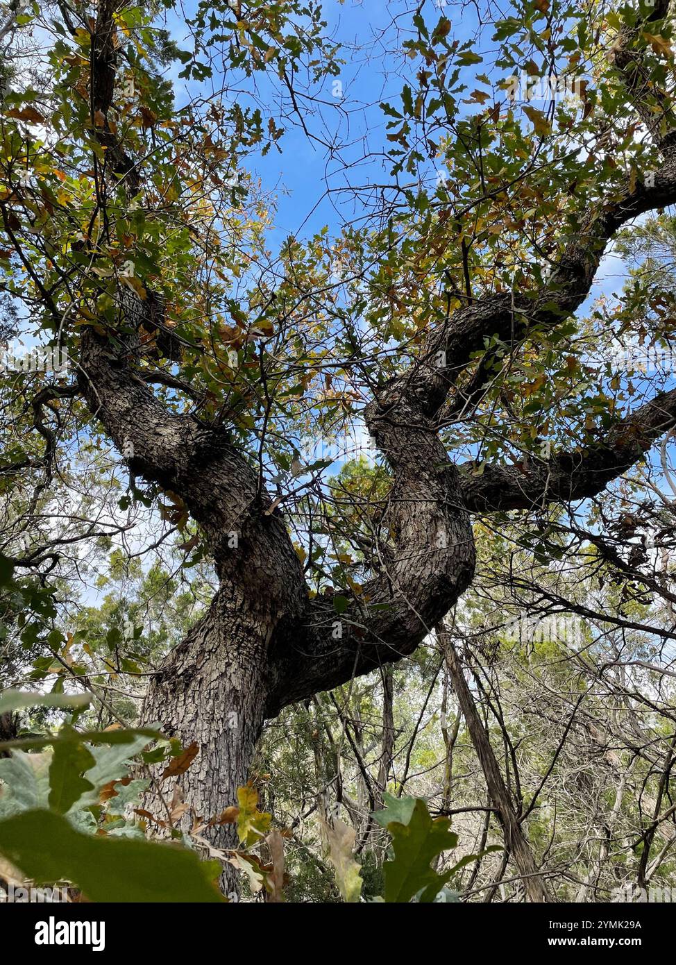 White Shin Oak (Quercus sinuata breviloba Stock Photo - Alamy