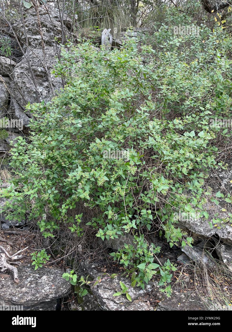 Shrubby boneset (Ageratina havanensis Stock Photo - Alamy