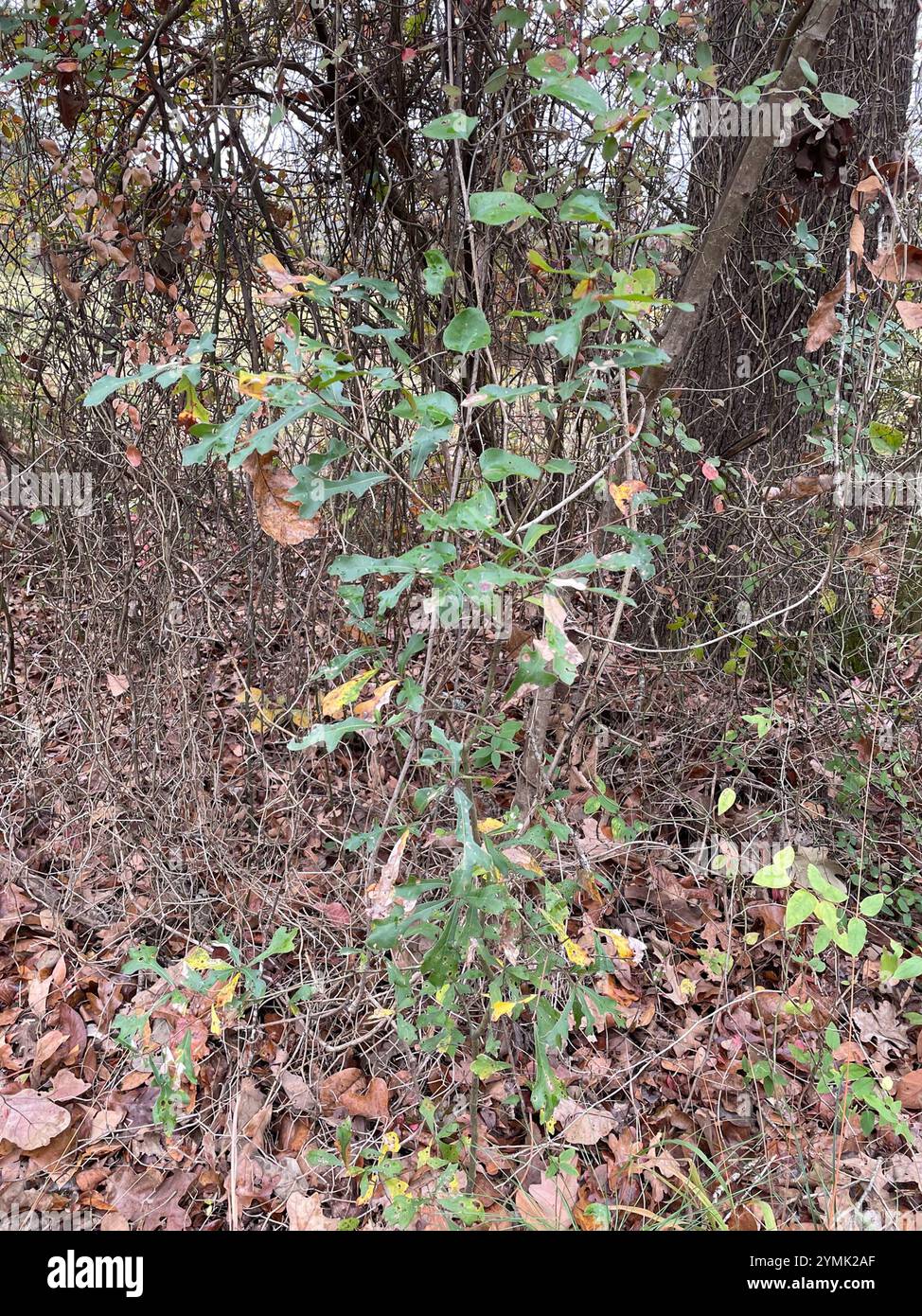 Water oak quercus nigra hi-res stock photography and images - Alamy