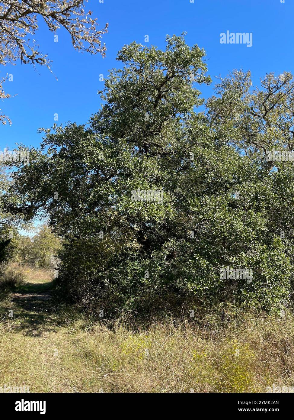 southern live oak (Quercus virginiana Stock Photo - Alamy