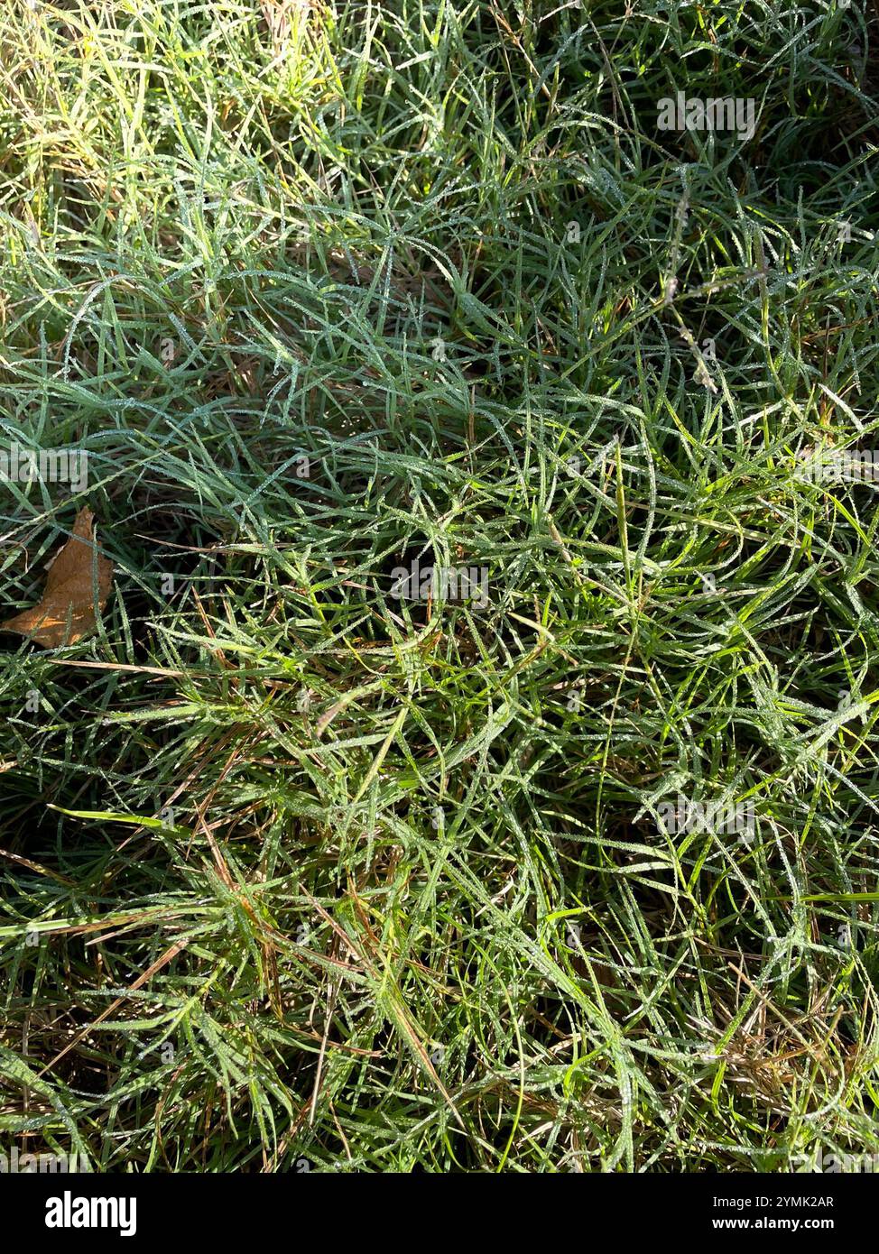 Bermuda grass (Cynodon dactylon Stock Photo - Alamy