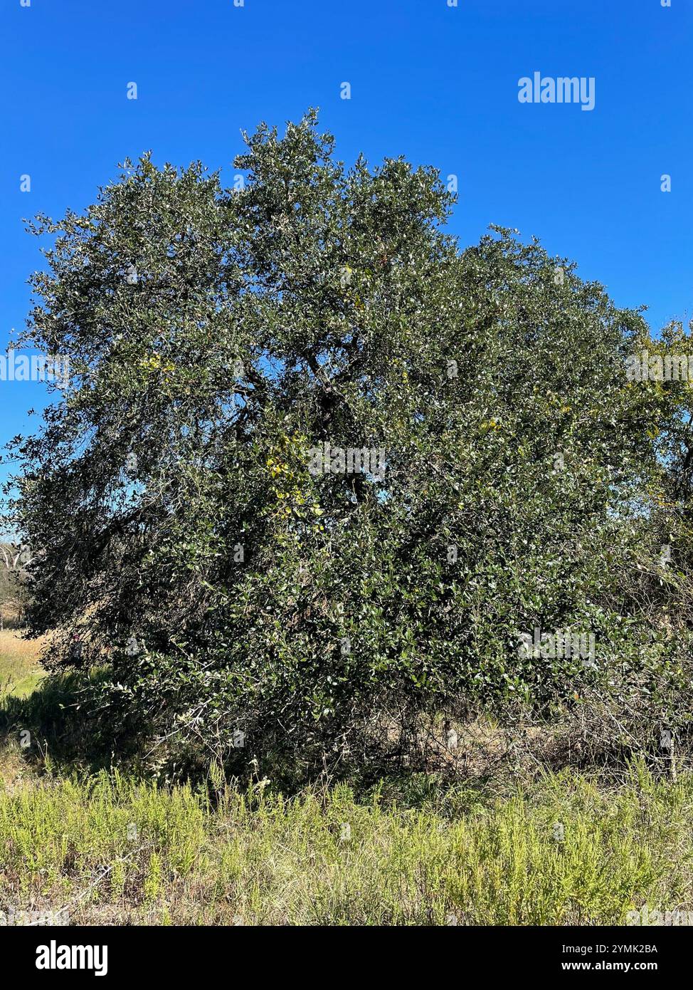 southern live oak (Quercus virginiana Stock Photo - Alamy
