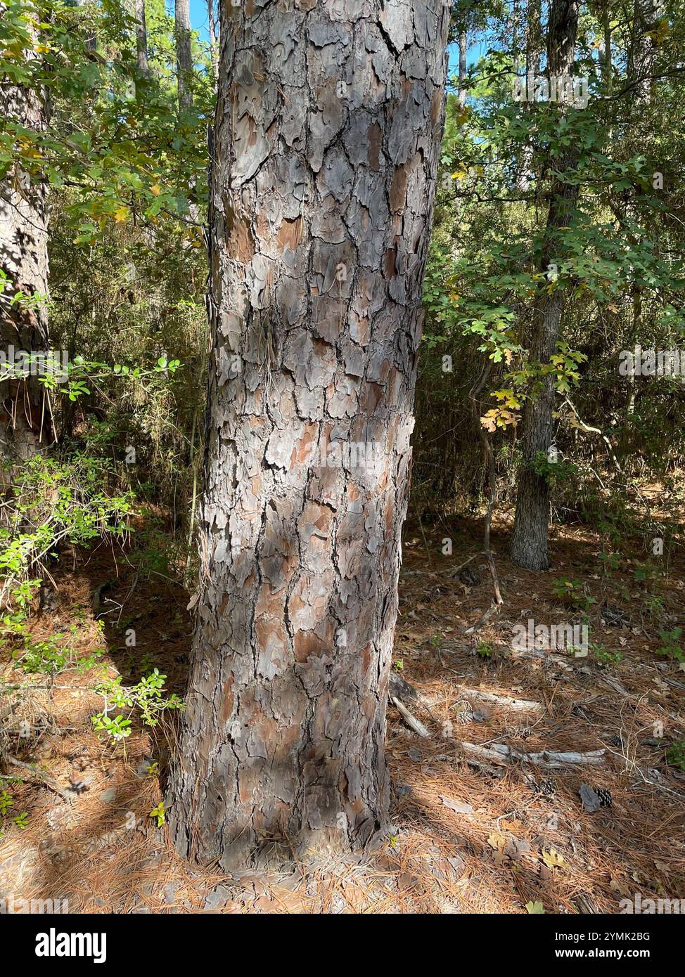 loblolly pine (Pinus taeda Stock Photo - Alamy