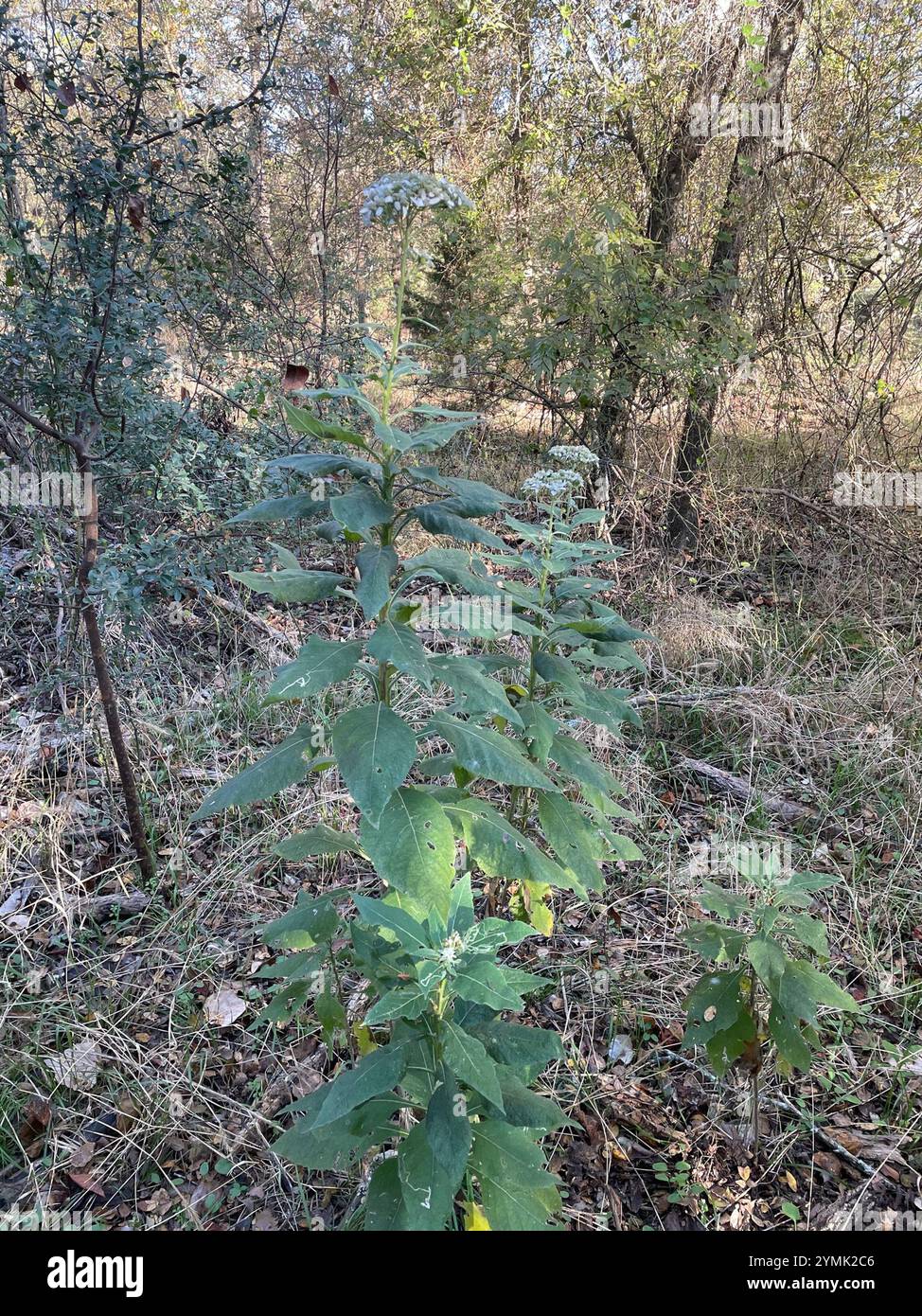 frostweed (Verbesina virginica Stock Photo - Alamy