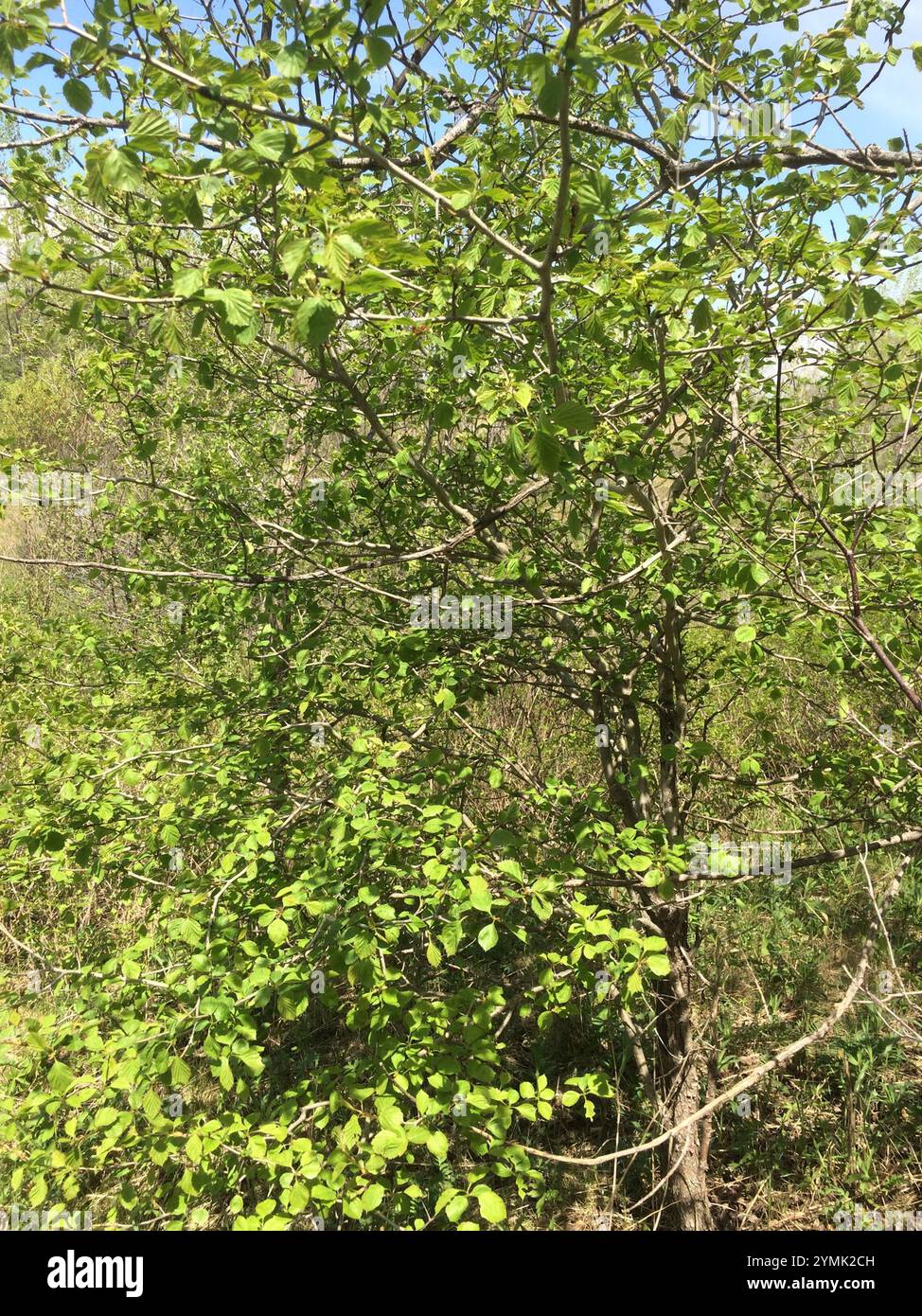 Caughnawaga hawthorn (Crataegus suborbiculata Stock Photo - Alamy