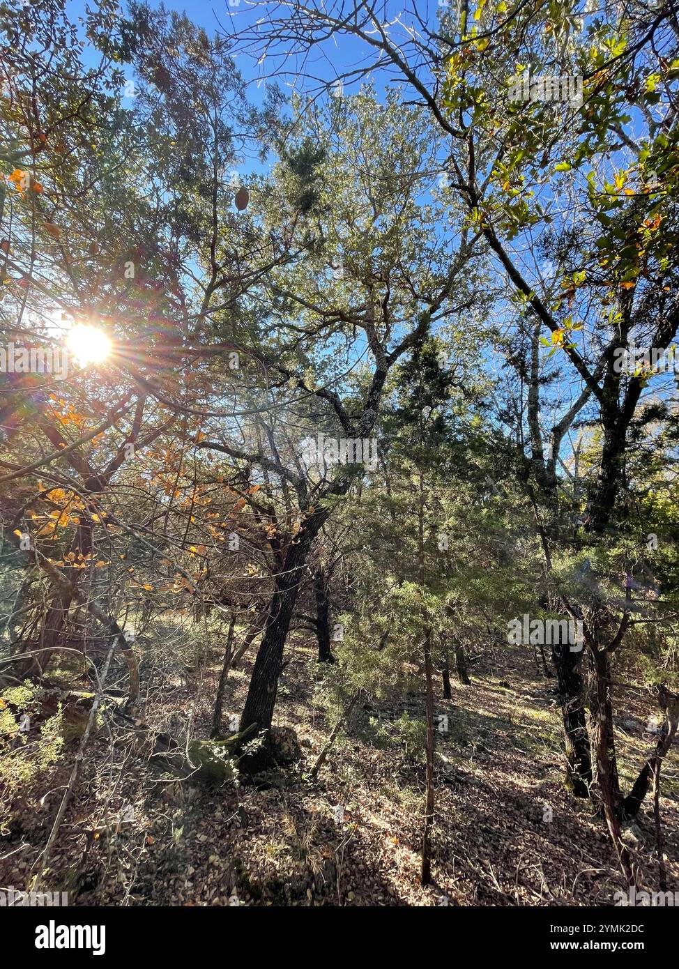 Texas live oak (Quercus fusiformis Stock Photo - Alamy
