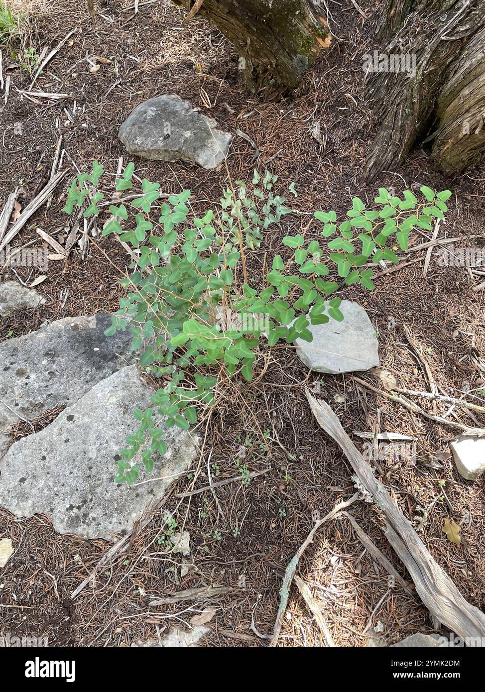 Ovate leaf hi-res stock photography and images - Alamy