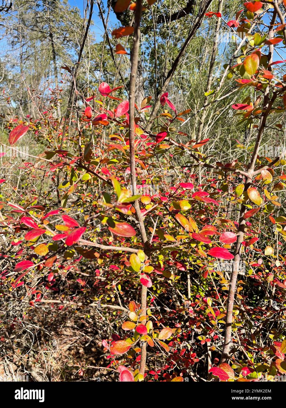 sparkleberry (Vaccinium arboreum Stock Photo - Alamy