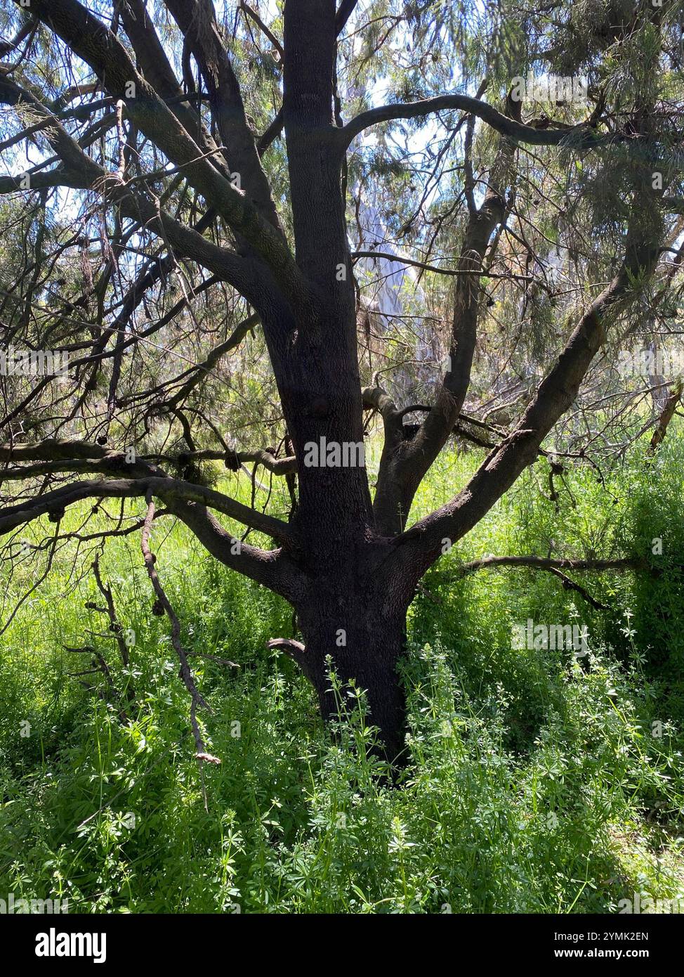 Exocarpos cupressiformis hi-res stock photography and images - Alamy