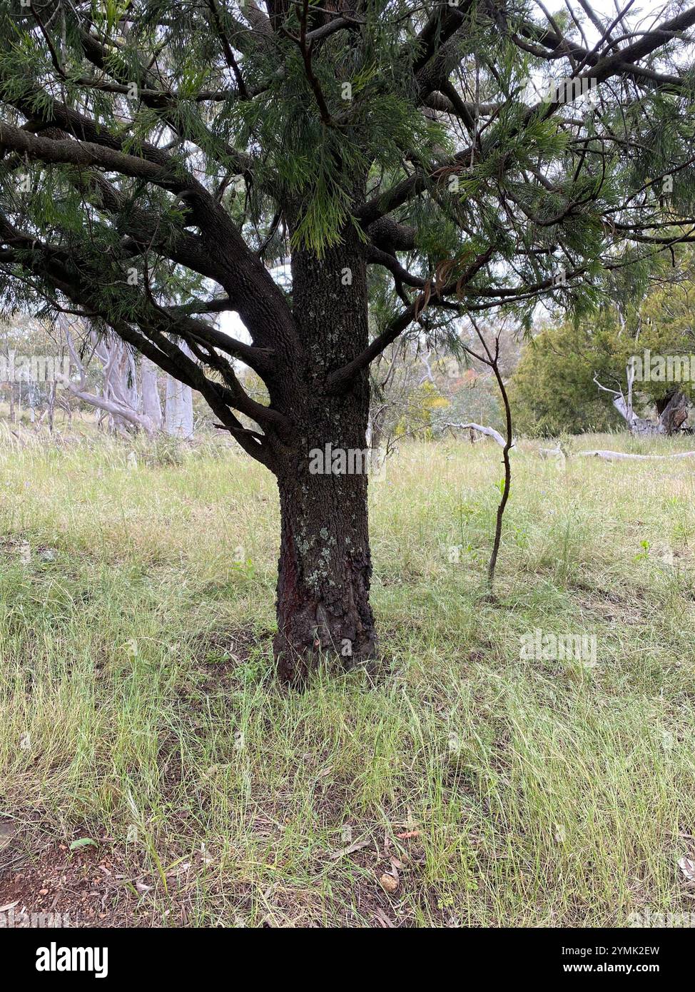 Cherry Ballart (Exocarpos cupressiformis Stock Photo - Alamy